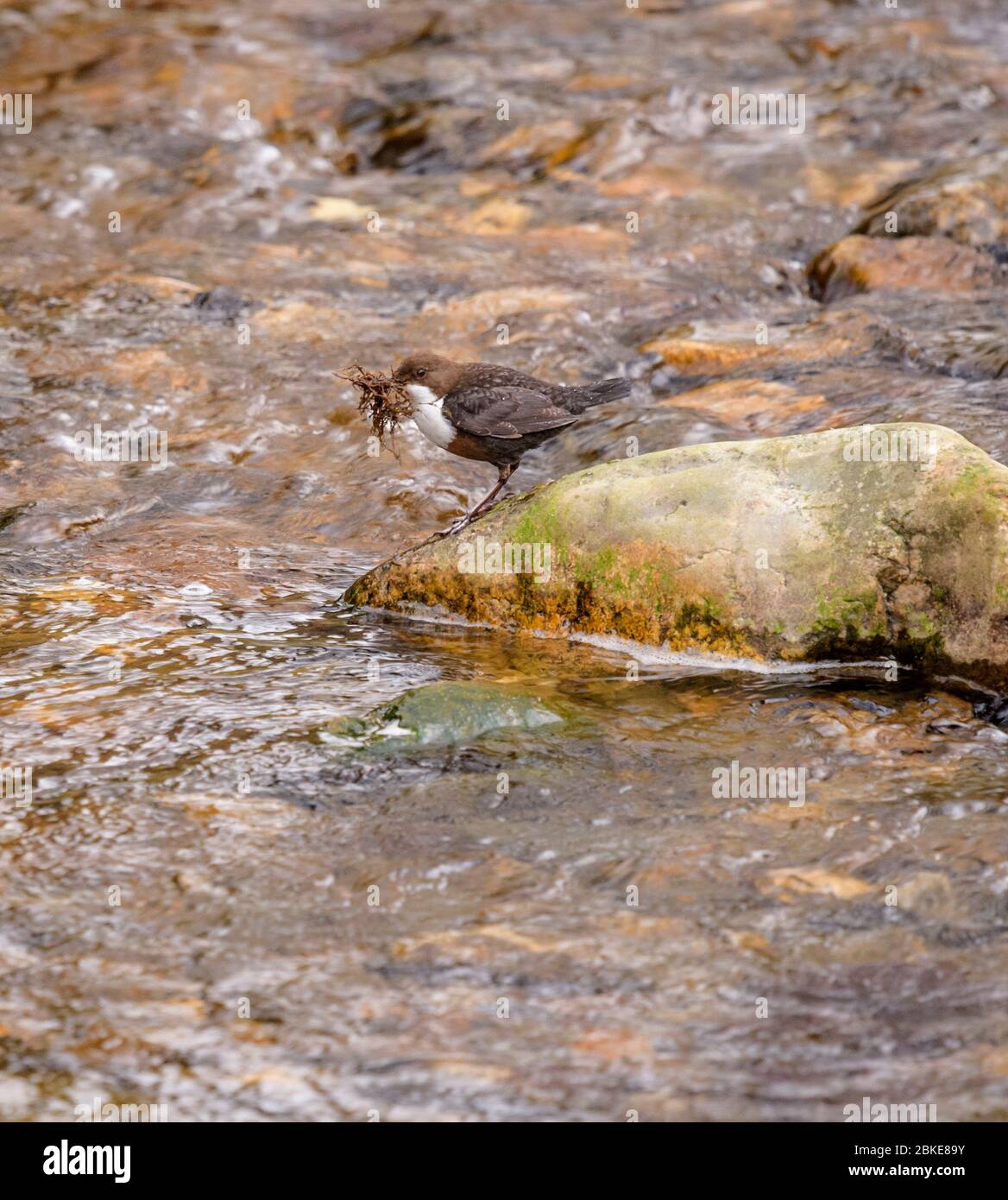 A European Dipper on a rock collecting nesting material Stock Photo - Alamy