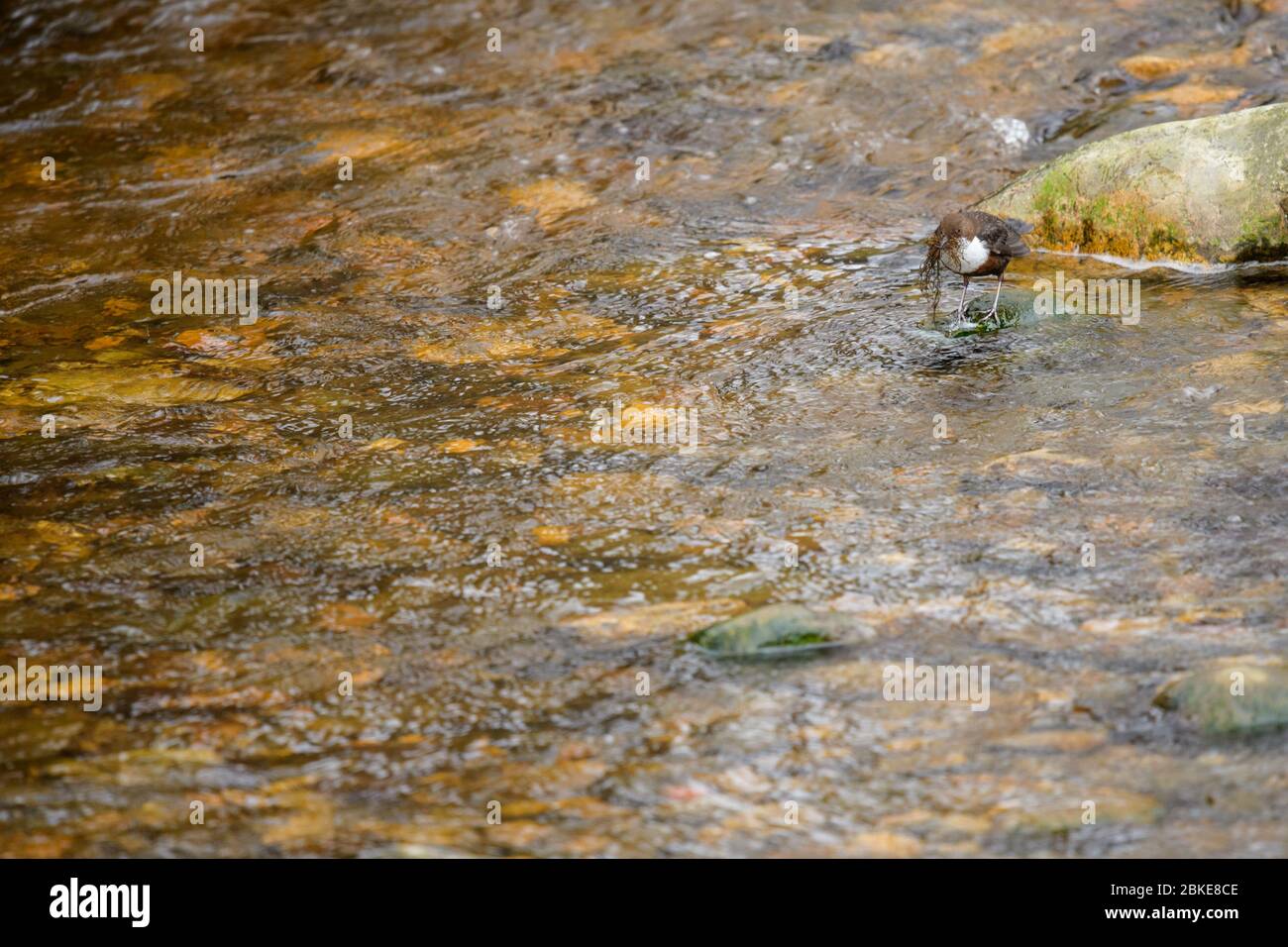 A European Dipper on a rock collecting nesting material Stock Photo - Alamy