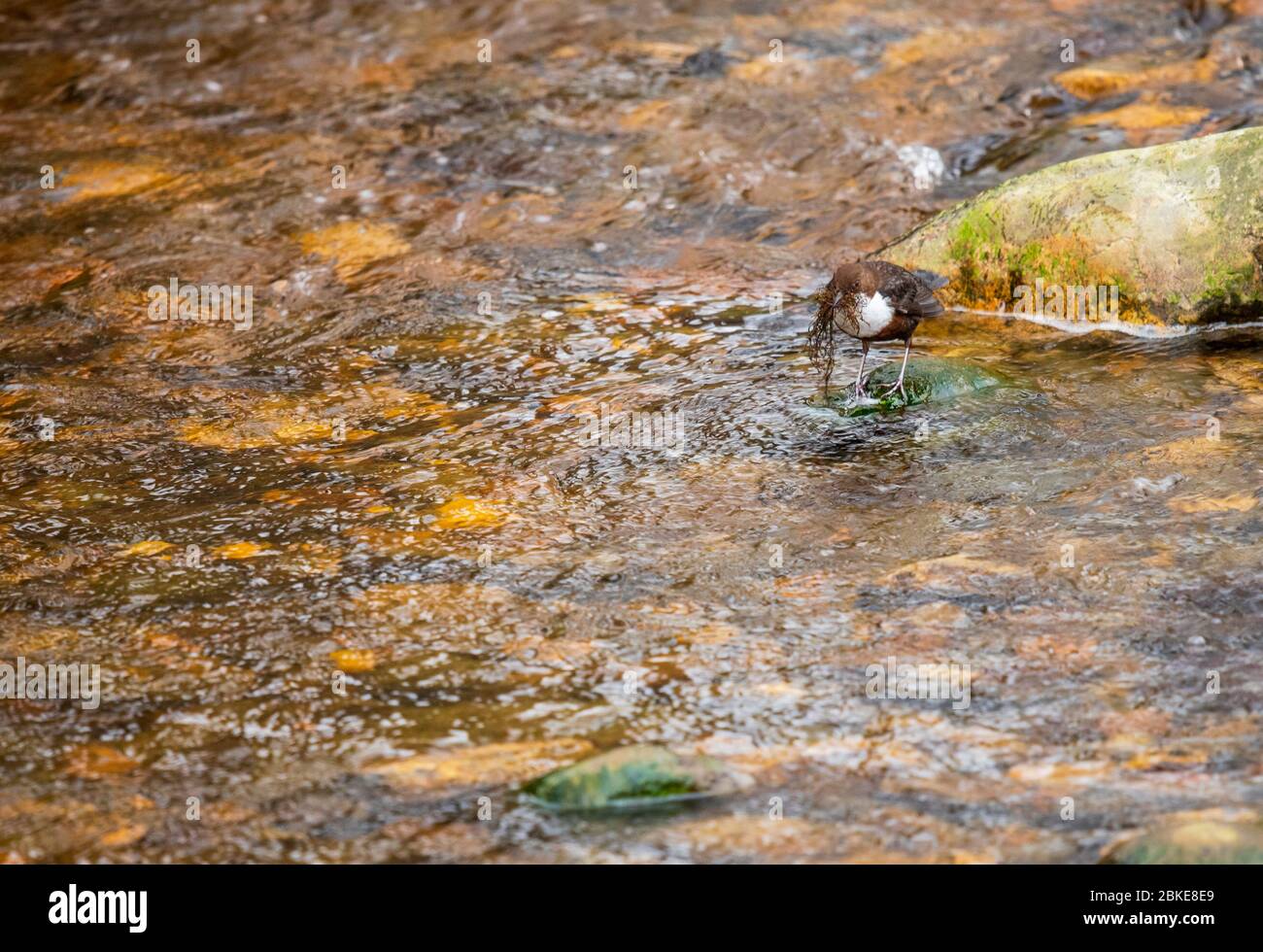A European Dipper on a rock collecting nesting material Stock Photo - Alamy