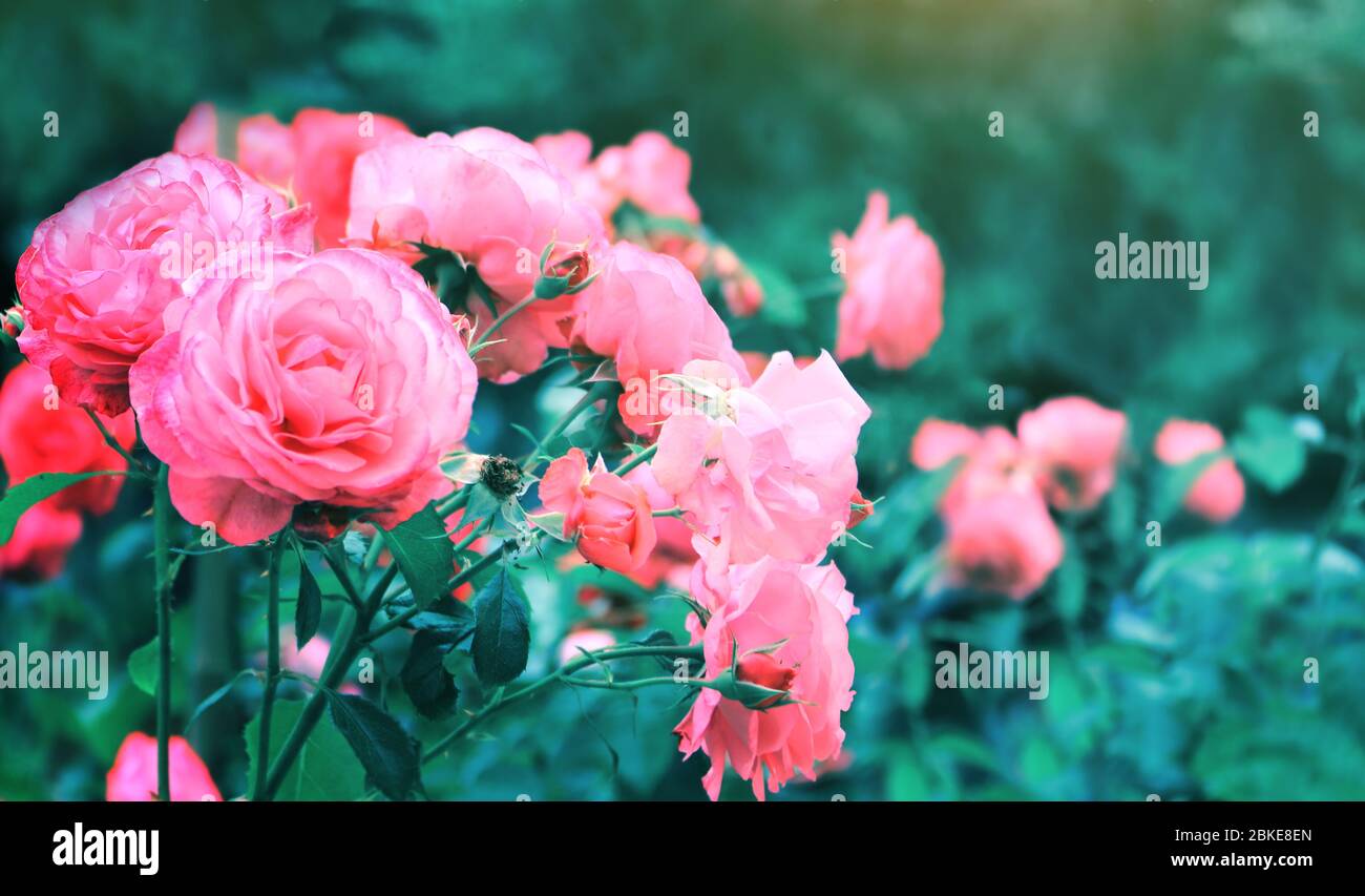 Beautiful Profile Pictures Roses