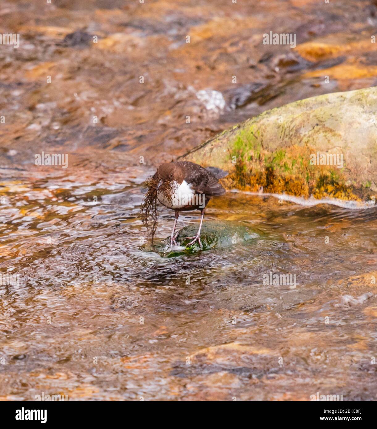 A European Dipper on a rock collecting nesting material Stock Photo - Alamy