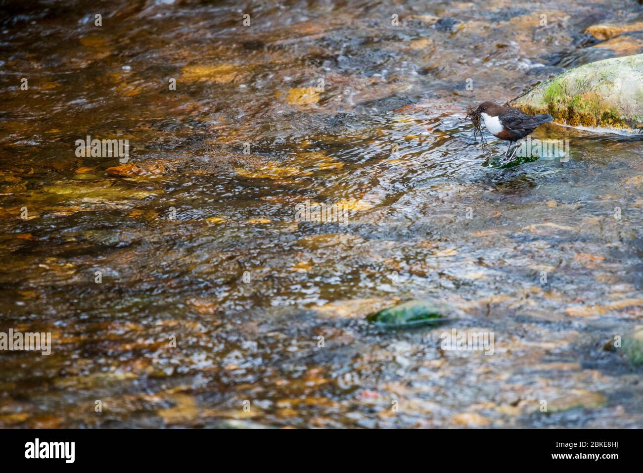 A European Dipper on a rock collecting nesting material Stock Photo - Alamy