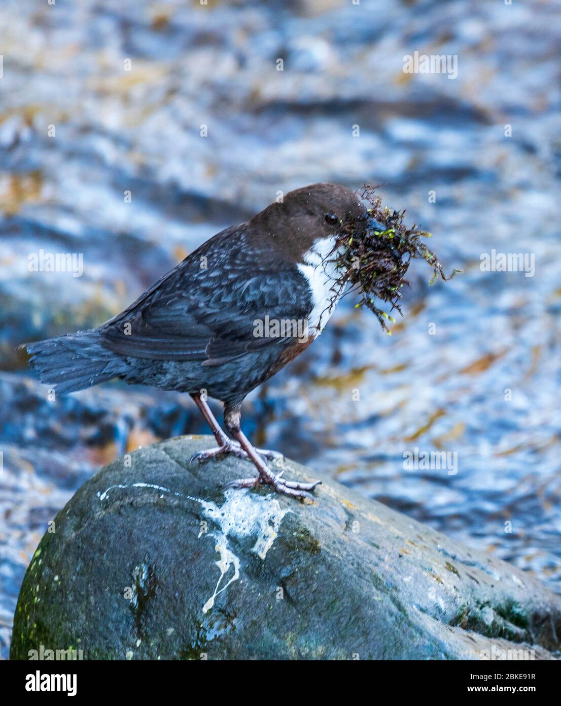 A European Dipper on a rock collecting nesting material Stock Photo - Alamy
