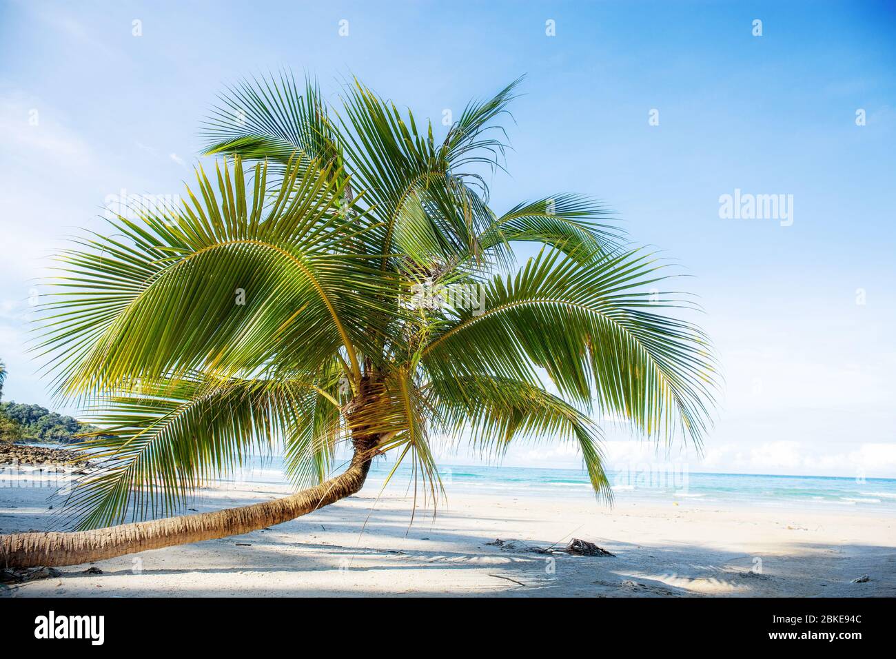 Young coconut tree on beach at the sunlight with blue sky Stock Photo ...