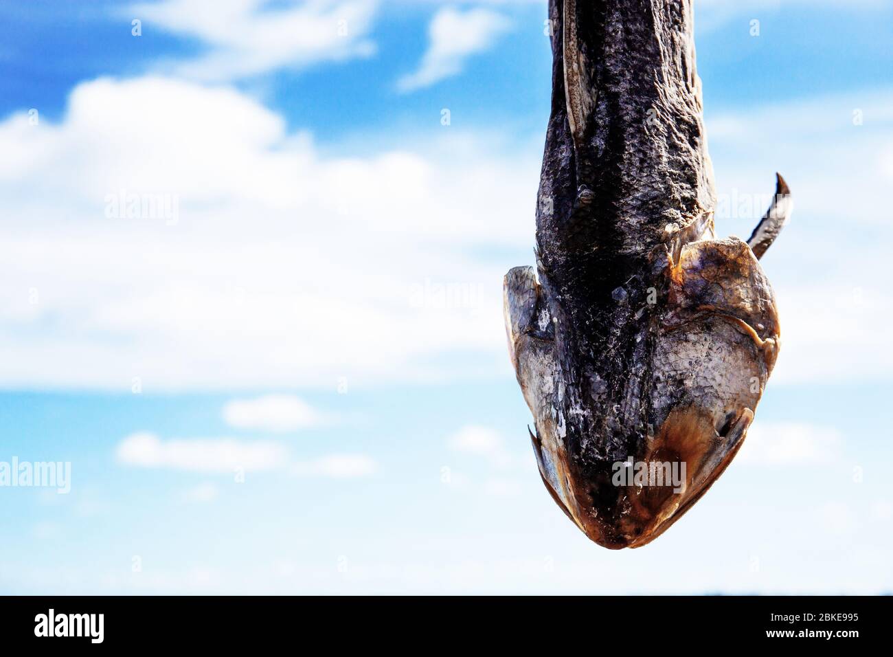 Dry fish of hanging at sea with the sky Stock Photo - Alamy