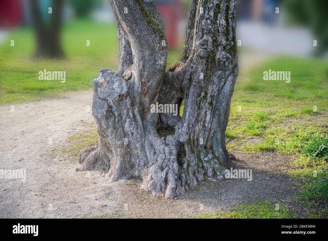 Very old tree trunk in the park Stock Photo - Alamy