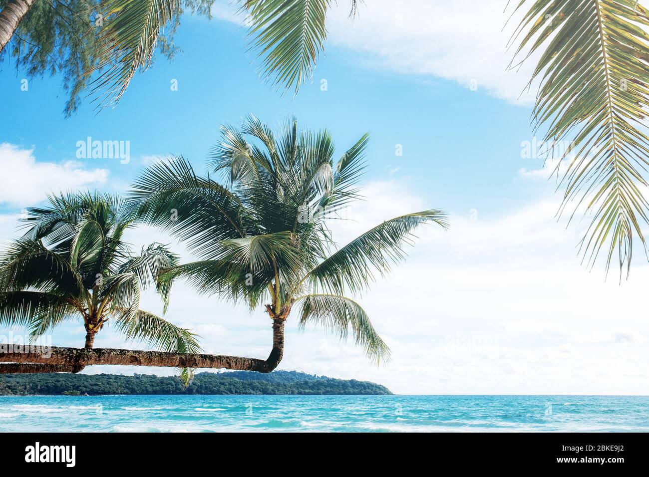 Palm tree on beach at the sea with sky Stock Photo - Alamy