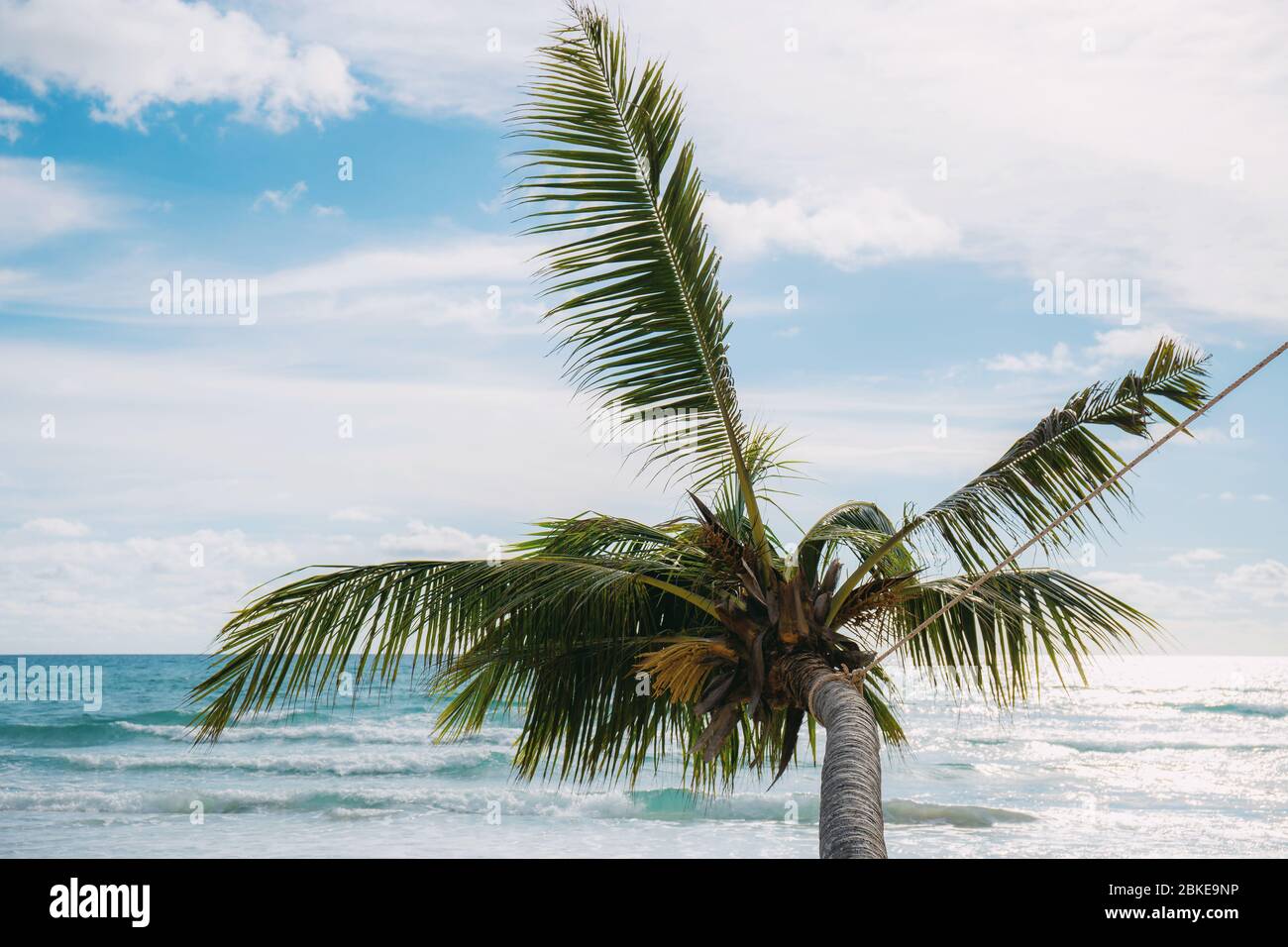 Palm tree at the sea with the sky Stock Photo - Alamy