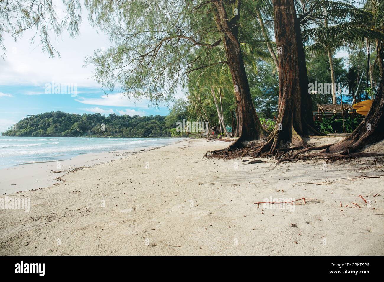 Pine tree on beach at the sunlight with sky Stock Photo - Alamy