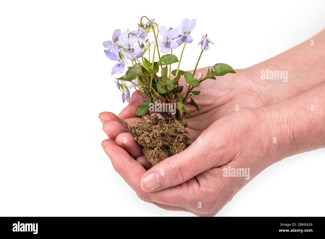 Plant with soil and roots in the hands Stock Photo - Alamy