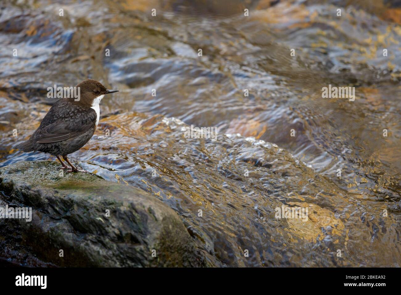 Amidst white rocks hi-res stock photography and images - Alamy