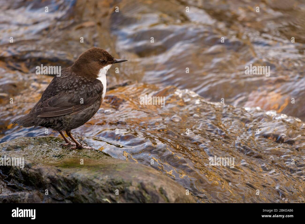 A Dipper on a rock amidst a river Stock Photo - Alamy