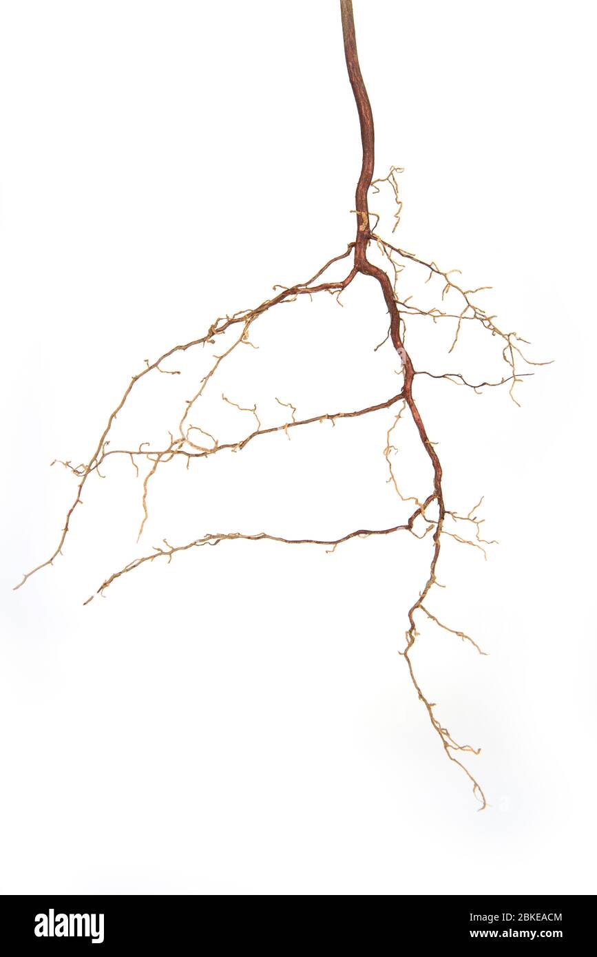 Roots of a plant on a white background Stock Photo - Alamy
