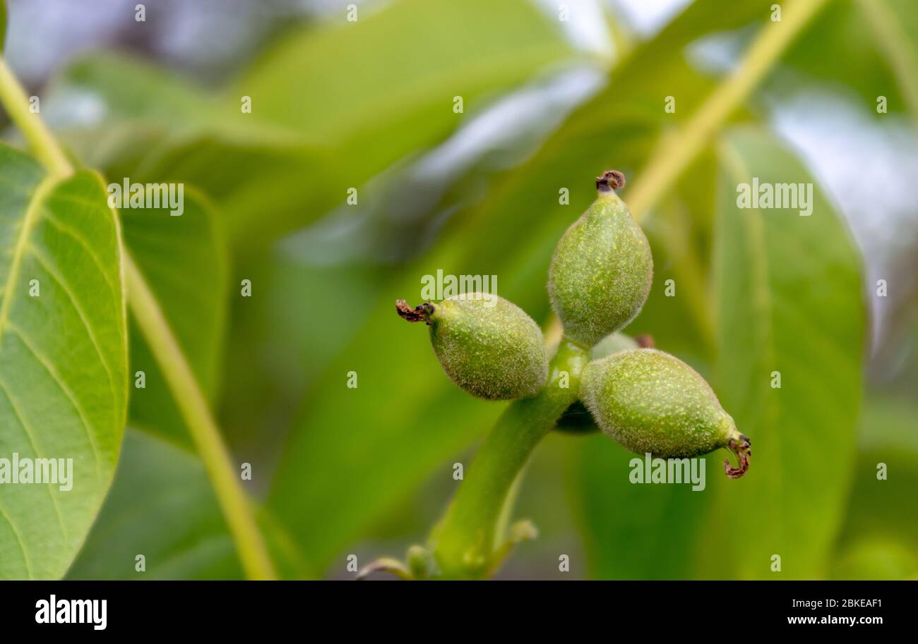 Walnuts branch leaves white hi-res stock photography and images - Alamy