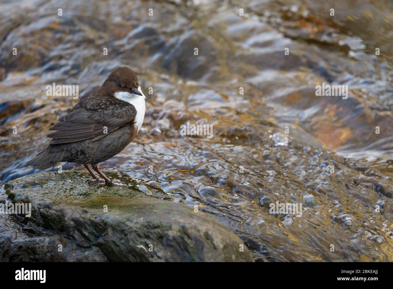 A Dipper on a rock amidst a river Stock Photo - Alamy