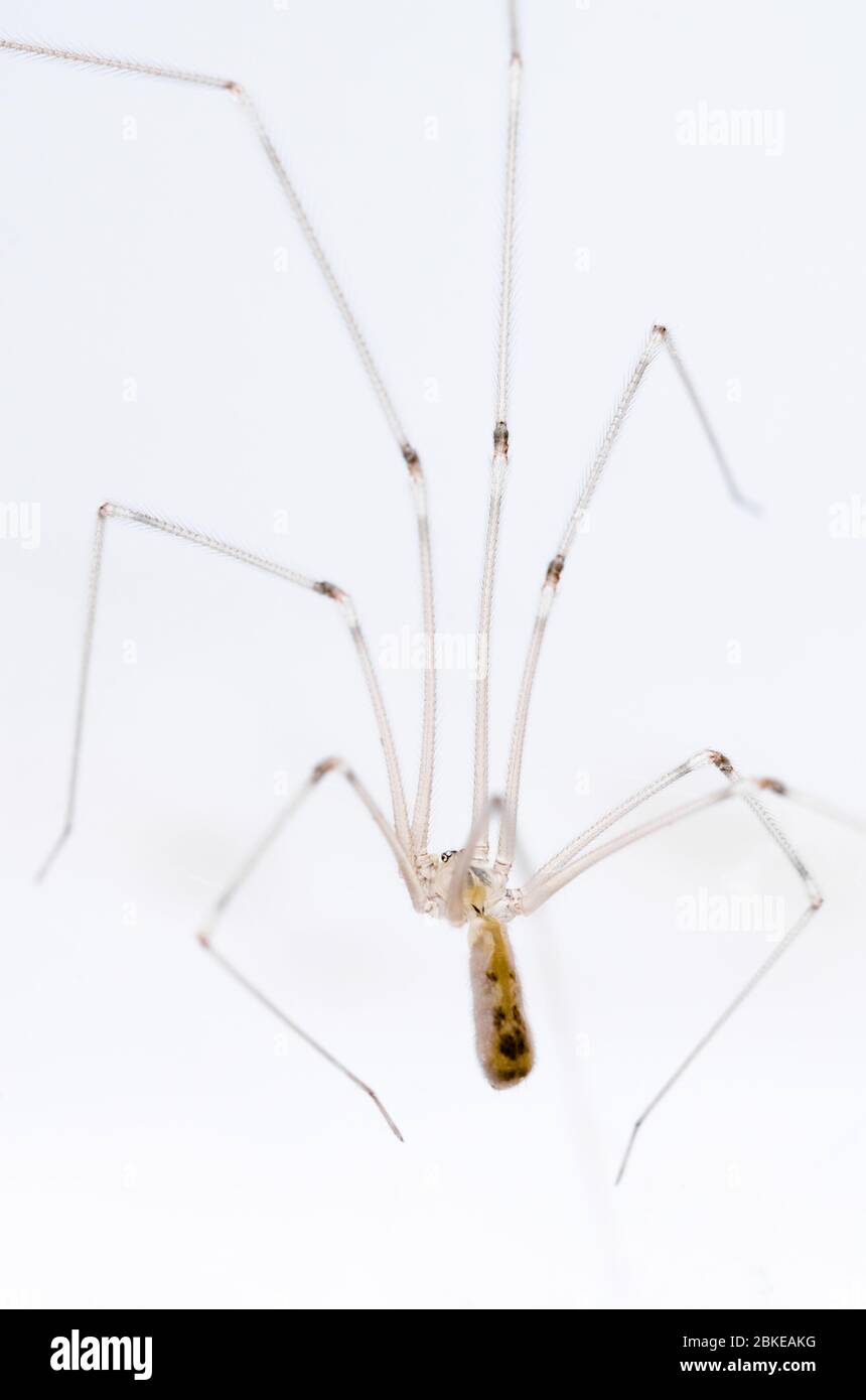 Pholcus phalangioides hi-res stock photography and images - Alamy