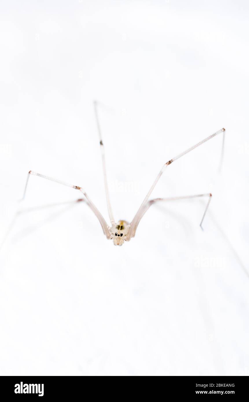 White translucent spider hi-res stock photography and images - Alamy