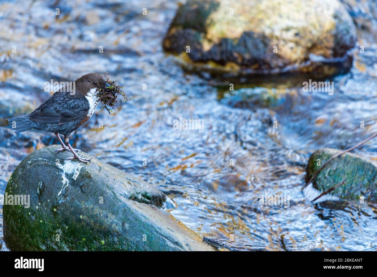 A European Dipper on a rock collecting nesting material Stock Photo - Alamy