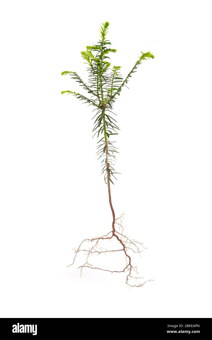 Young sprouts of coniferous trees with a roots Stock Photo - Alamy