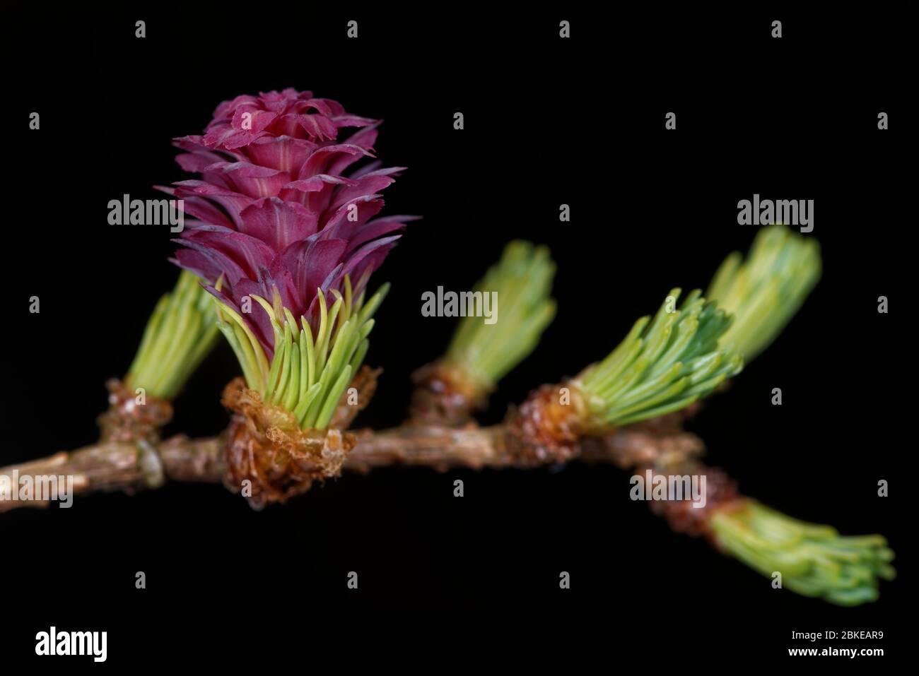 Young ovulate cone of larch tree in spring, beginning of May Stock ...