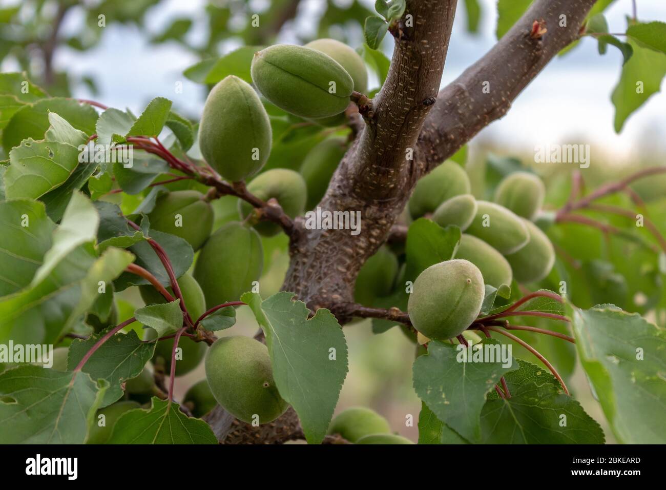 Apricot Branch With Small Fruits Stock Photo - Alamy