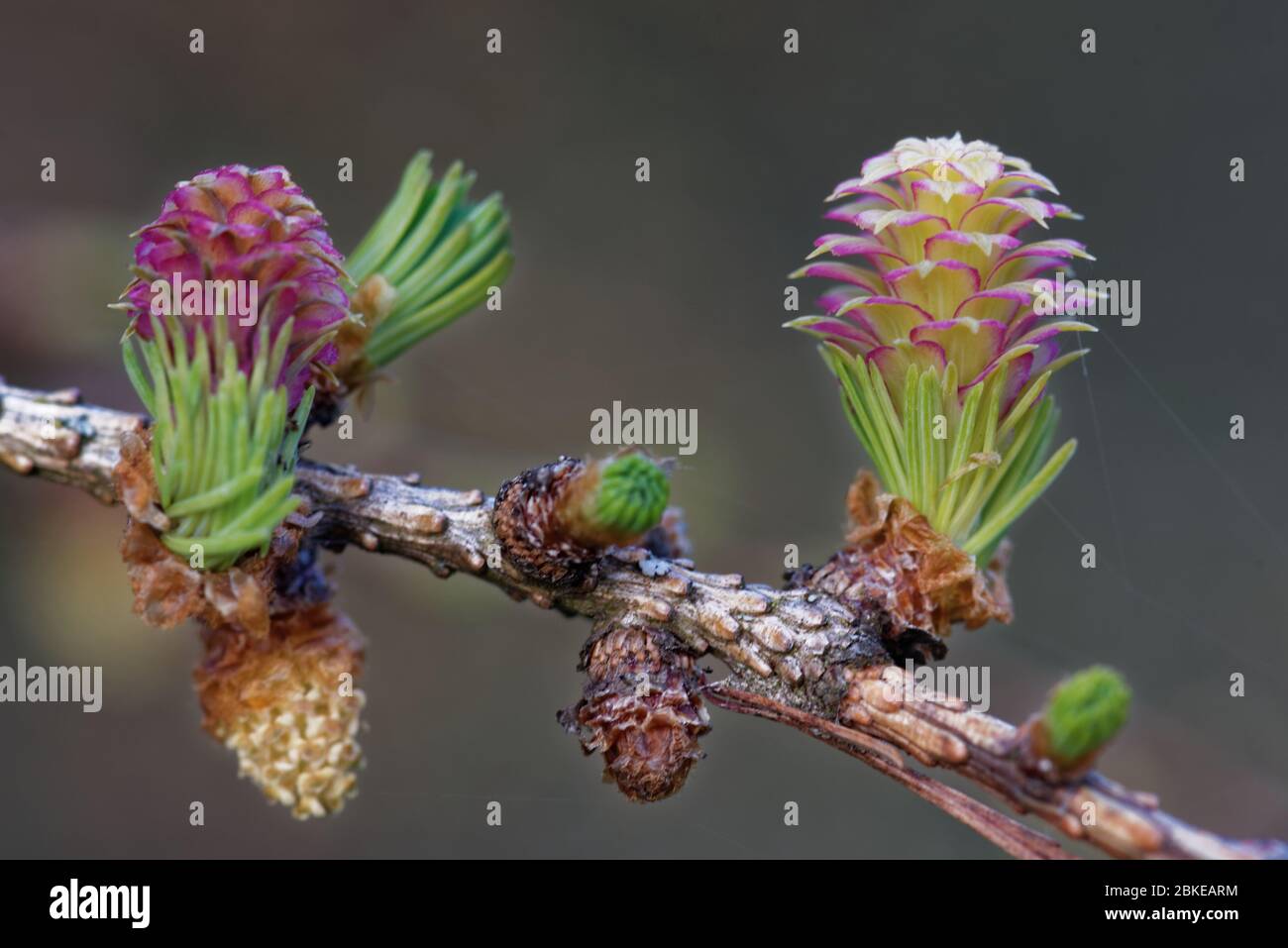 Young ovulate cones of larch tree in spring, beginning of May Stock ...