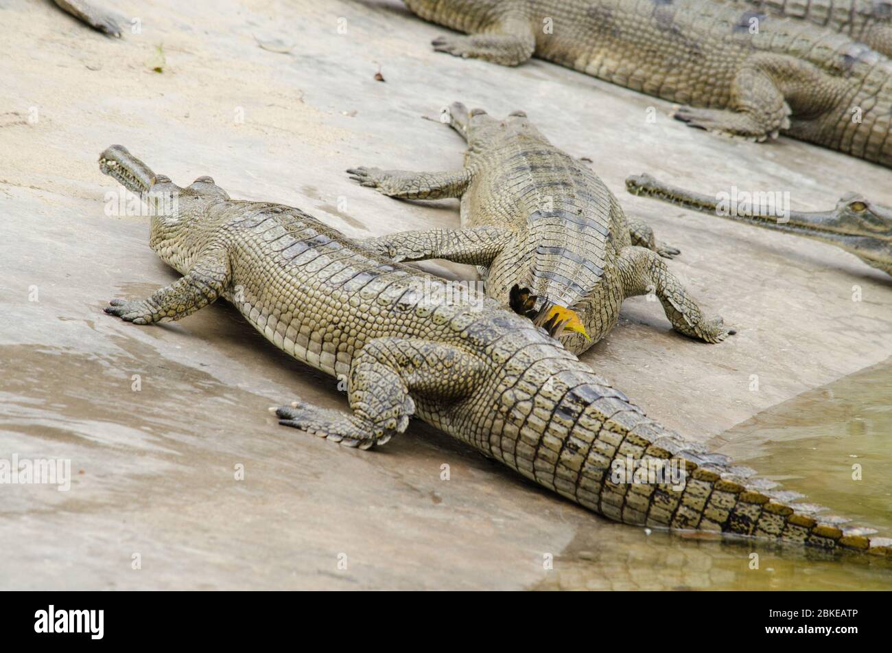 crocodiles or true crodiles are large aquatic reptiles that live ...