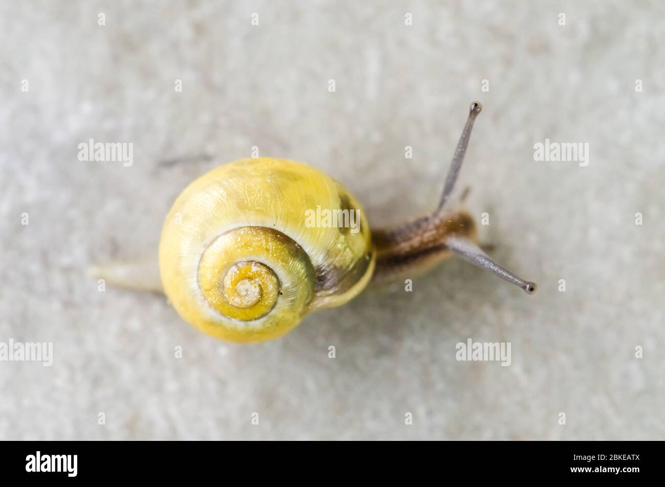 Banded Garden Snail High Resolution Stock Photography and Images - Alamy