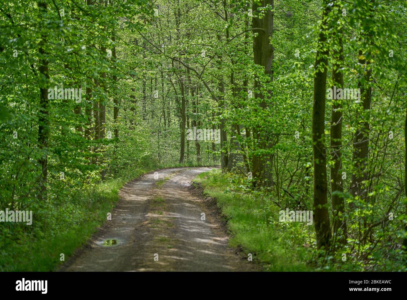 May spring forest Lower Silesia Poland Stock Photo - Alamy