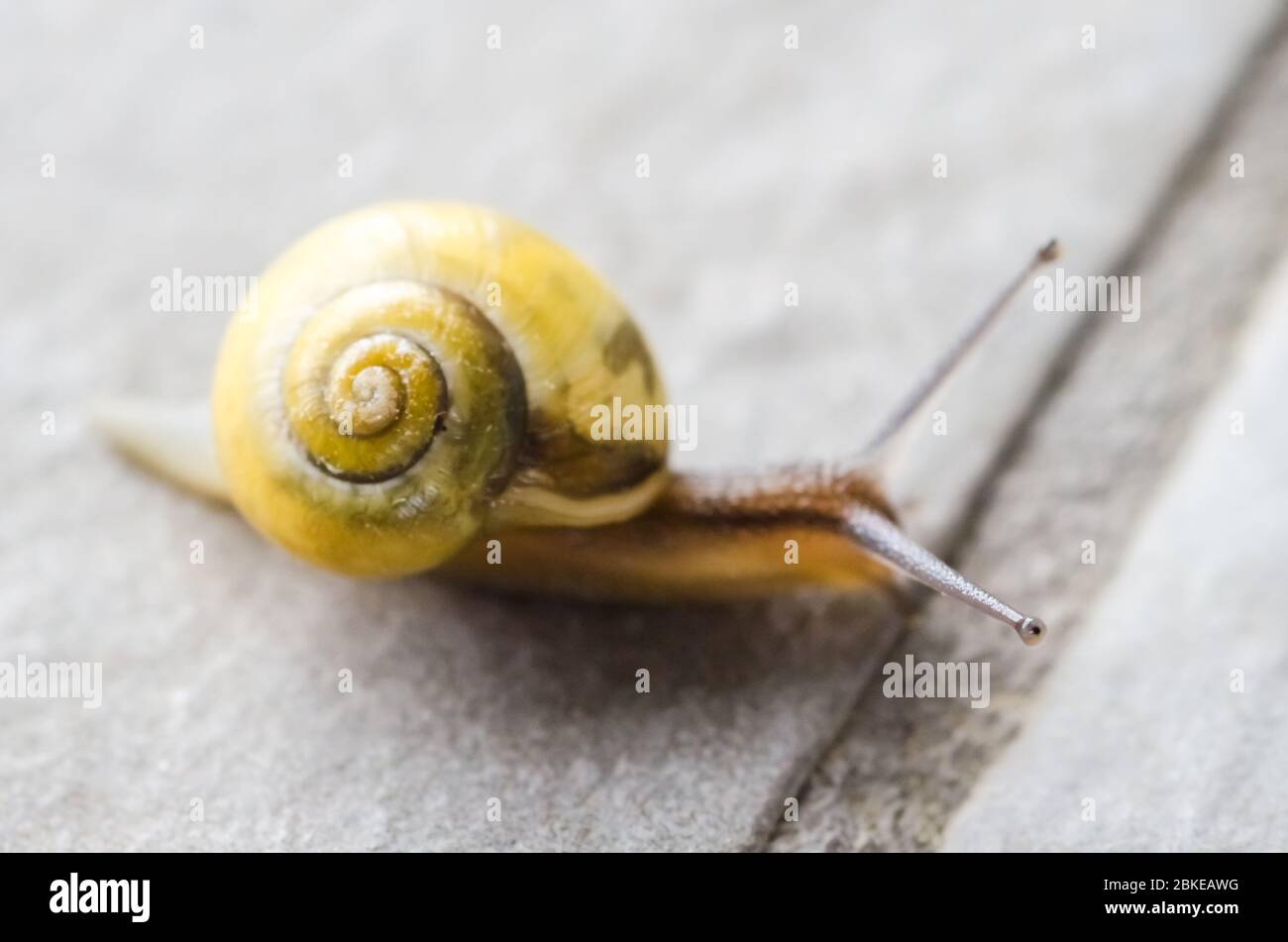 White banded stone hi-res stock photography and images - Alamy