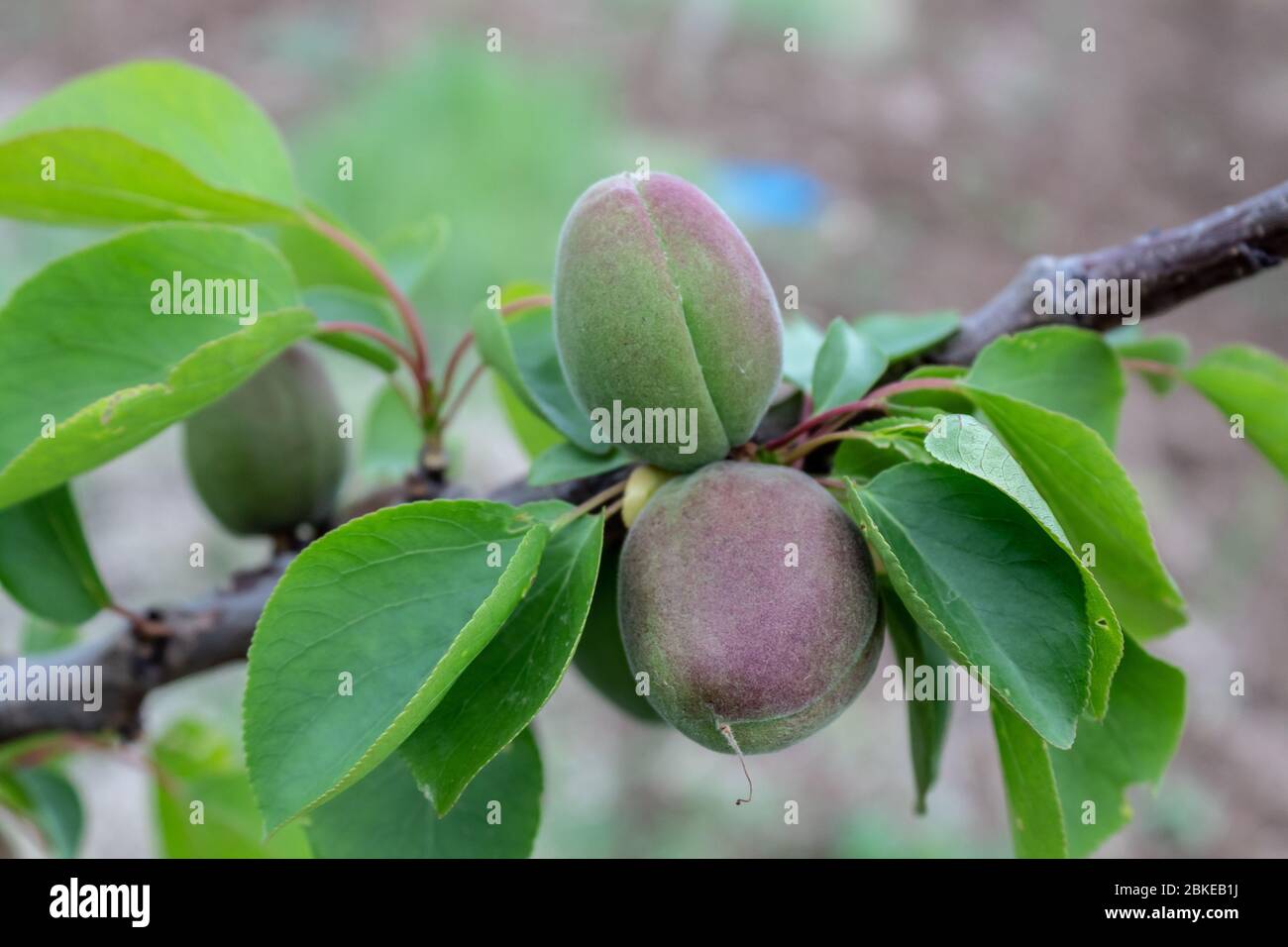 Apricot Branch With Small Fruits Stock Photo - Alamy