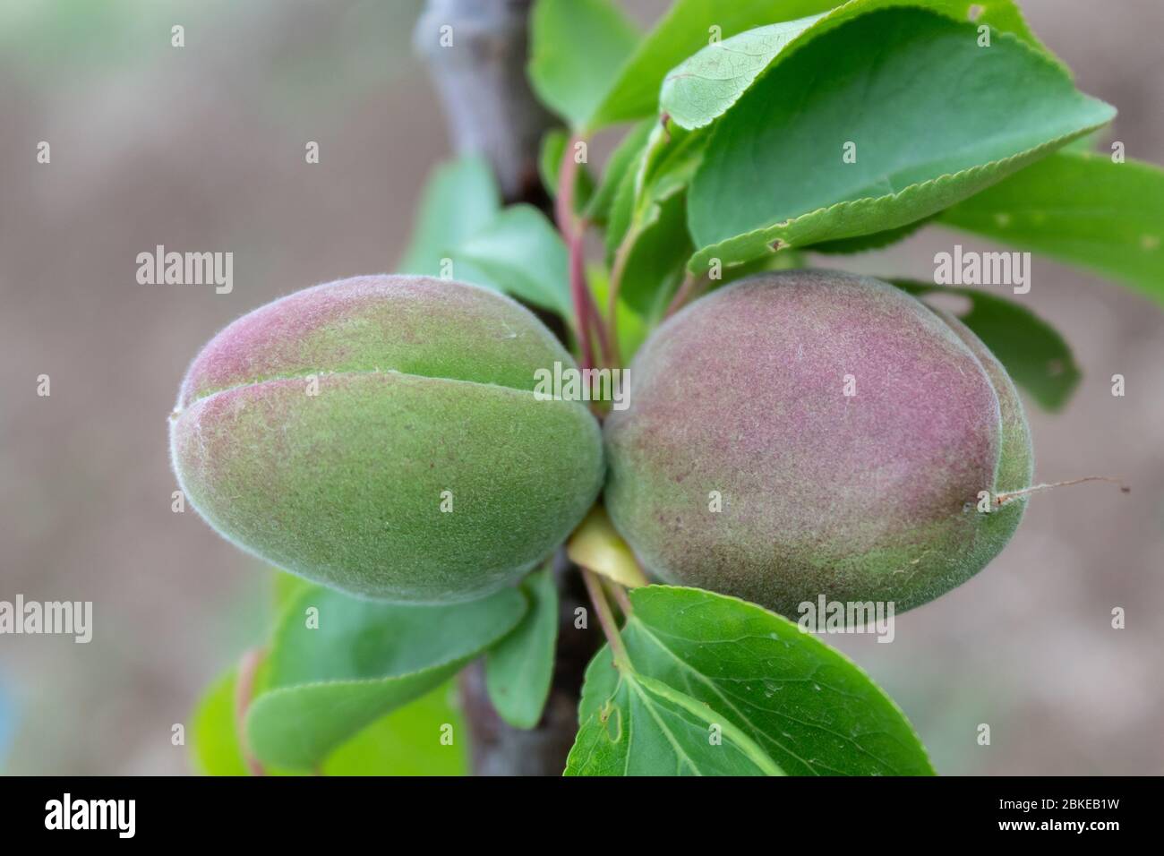 Apricot Branch With Small Fruits Stock Photo - Alamy