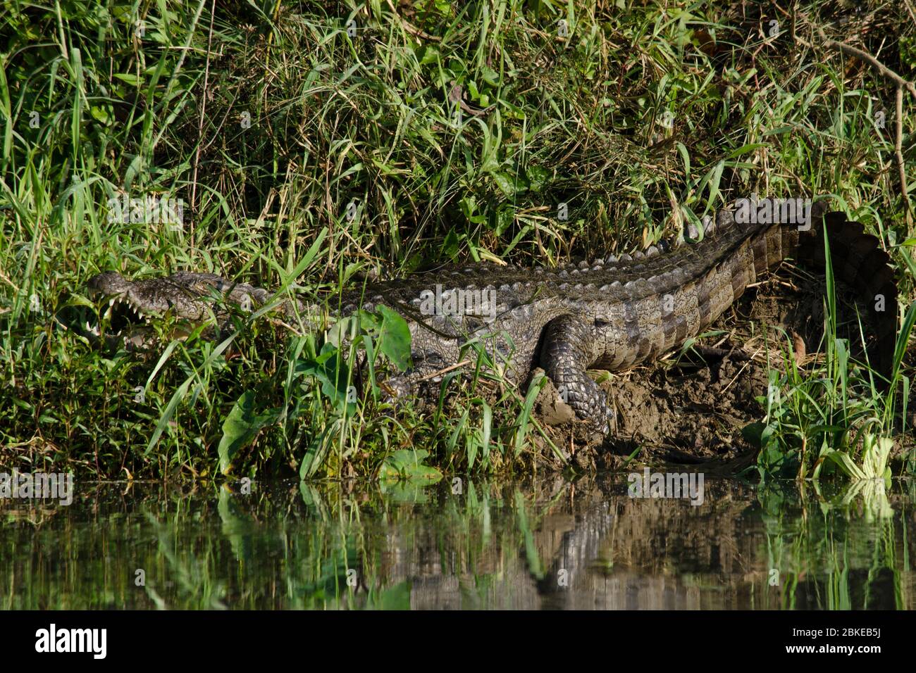 True crocodiles hi-res stock photography and images - Alamy