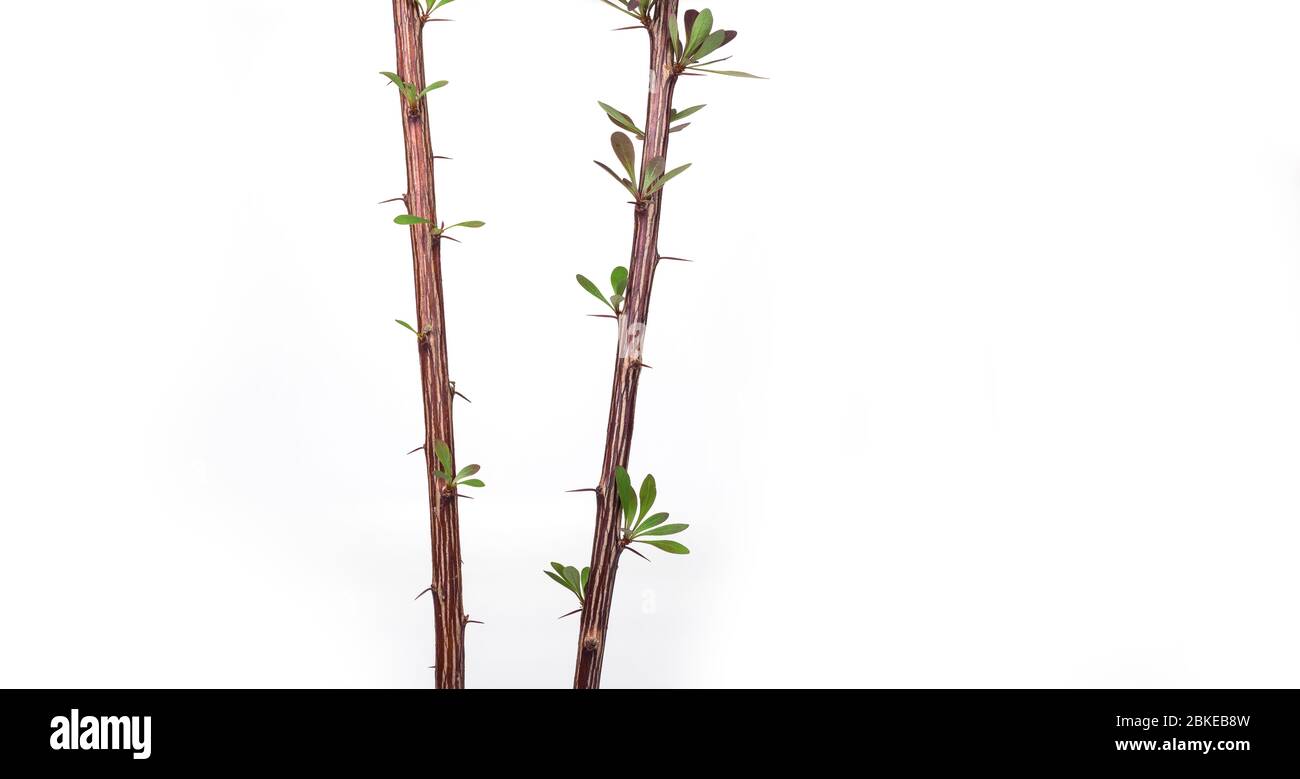 Bush branch with leaves and spikes Stock Photo - Alamy