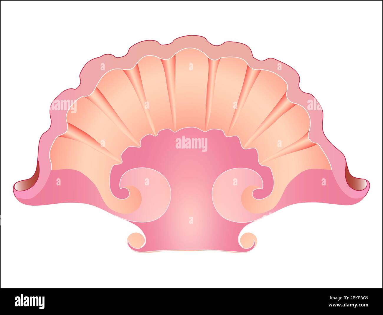 Mollusc element hi-res stock photography and images - Alamy