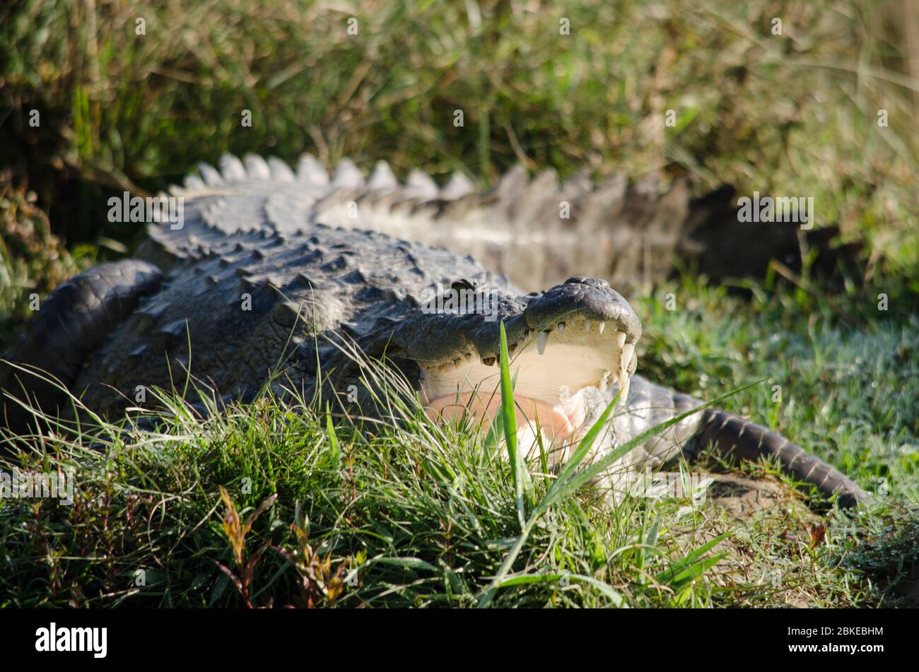 crocodiles or true crodiles are large aquatic reptiles that live ...
