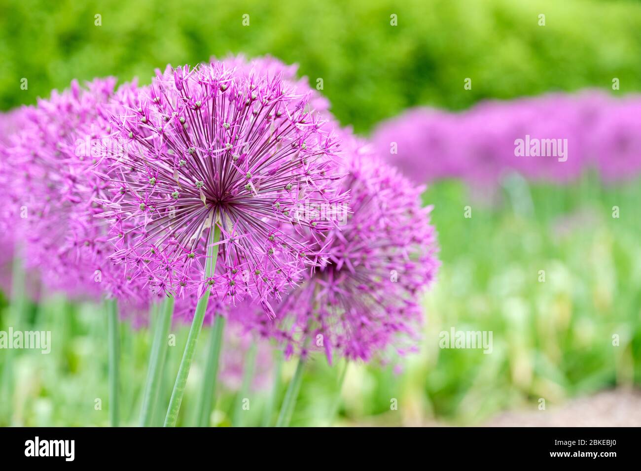 Ornamental onion jesdianum. Allium jesdianum Early Emperor, Allium ...