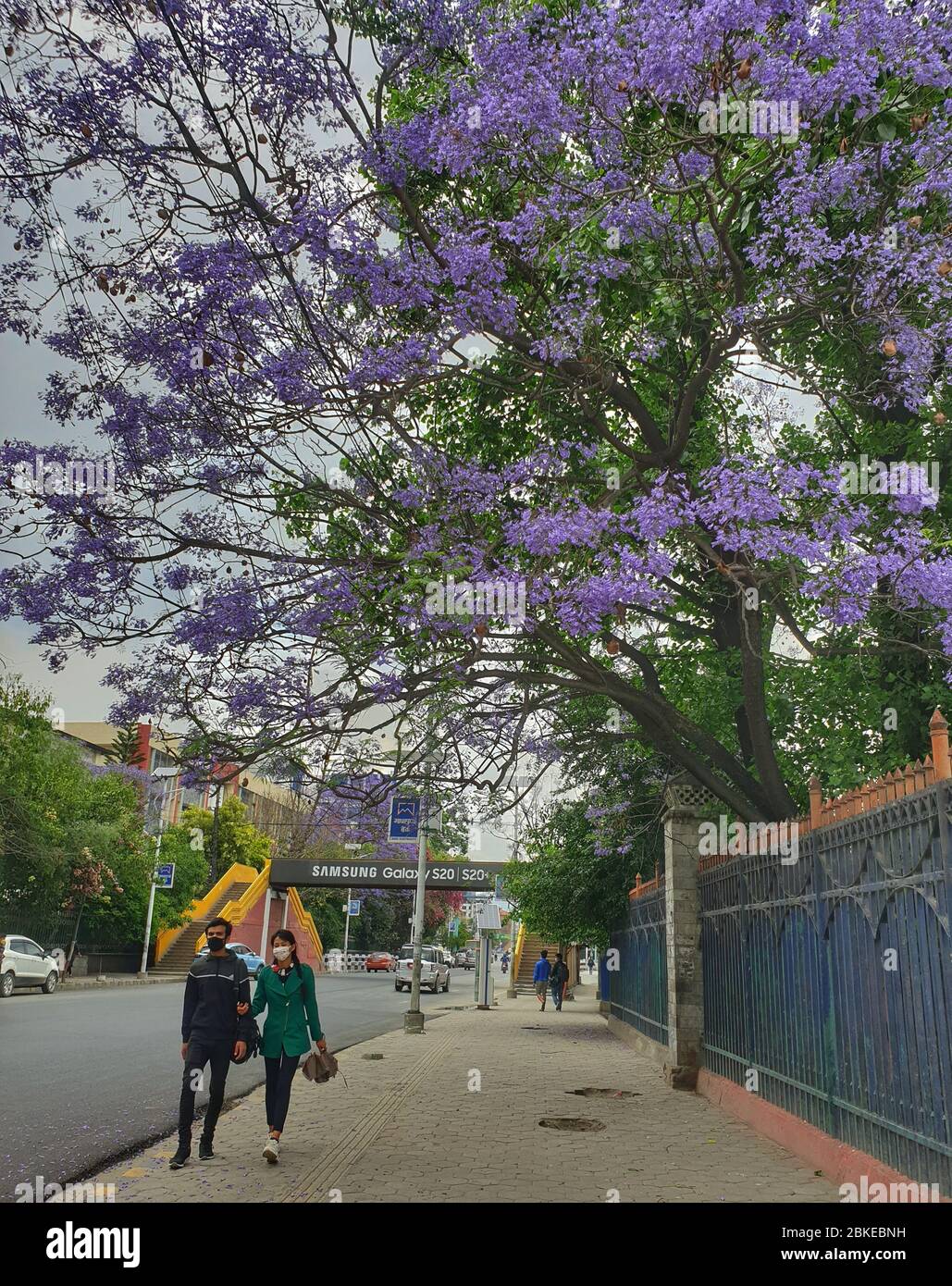 Kathmandu, Nepal. 3rd May, 2020. People walk under a blooming jacaranda ...