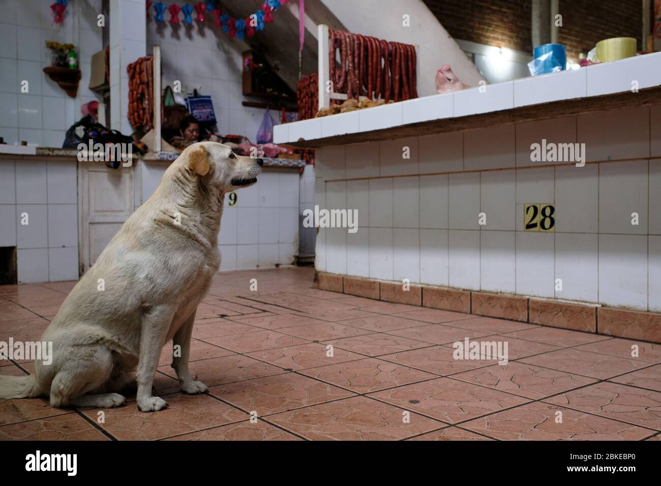 Dog looking hungrily at the meat of a butcher in the San Cristobal de ...