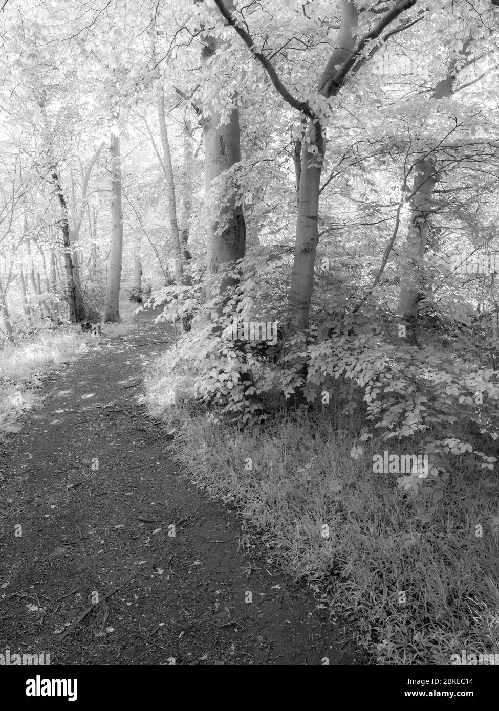 Black and White Magical Landscape, Grims Ditch, The Ridgeway National ...