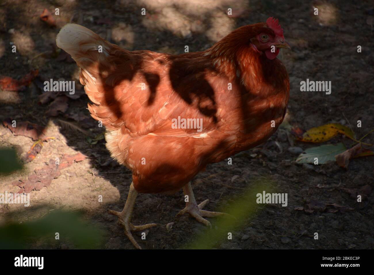 Rhode island red chicken hi-res stock photography and images - Alamy
