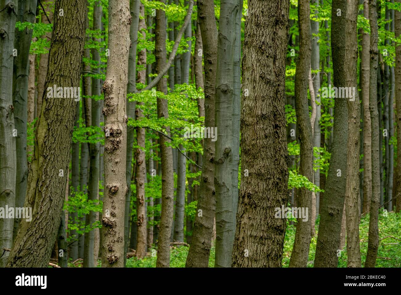 Beautiful nature at spring in the green forest Stock Photo - Alamy