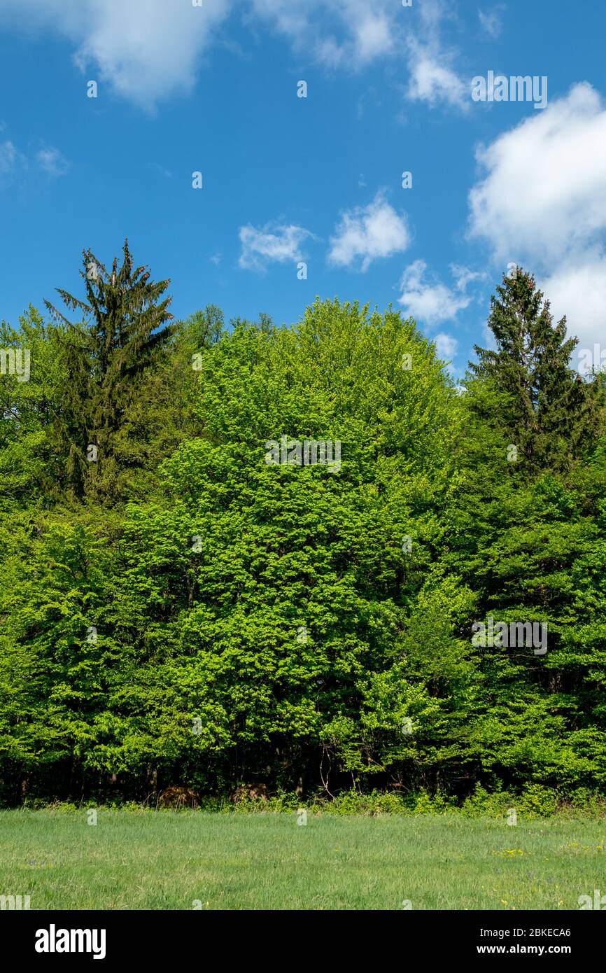 Beautiful nature at spring in the green forest Stock Photo - Alamy