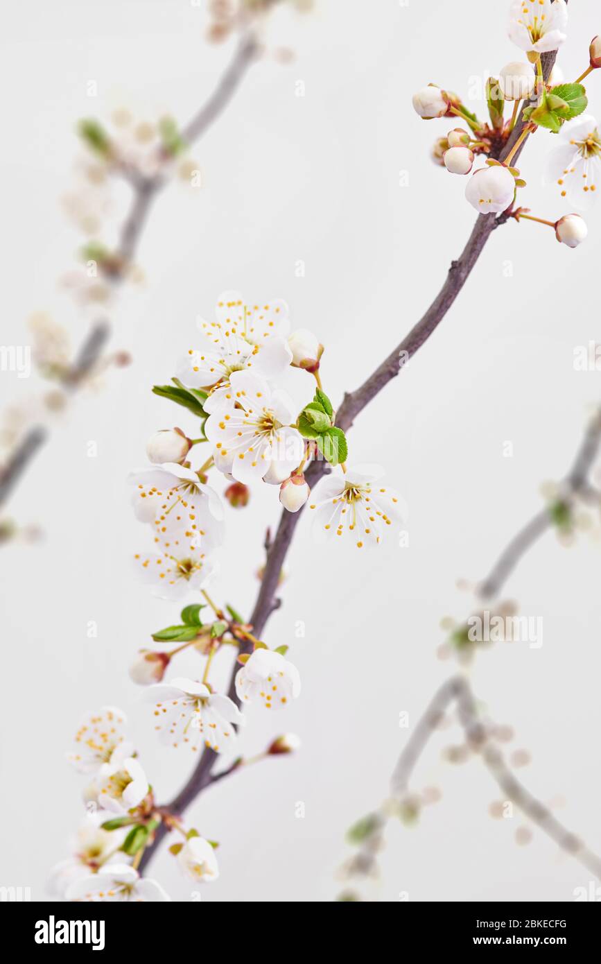 Congratulation background with spring blooming cherry branches Stock ...