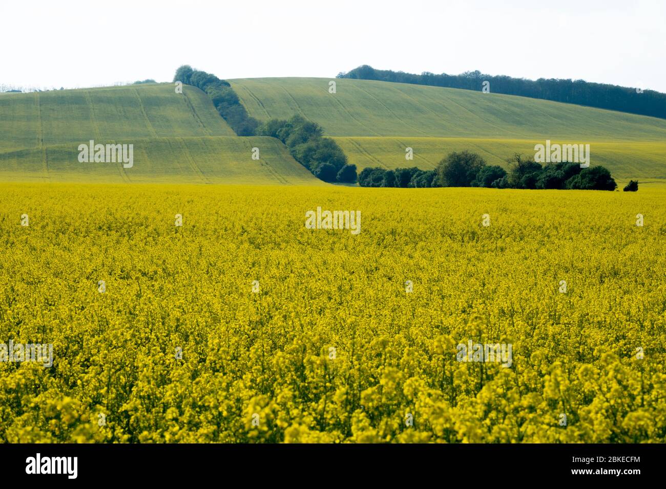 Yellow rapeseed field in bloom at spring Stock Photo - Alamy