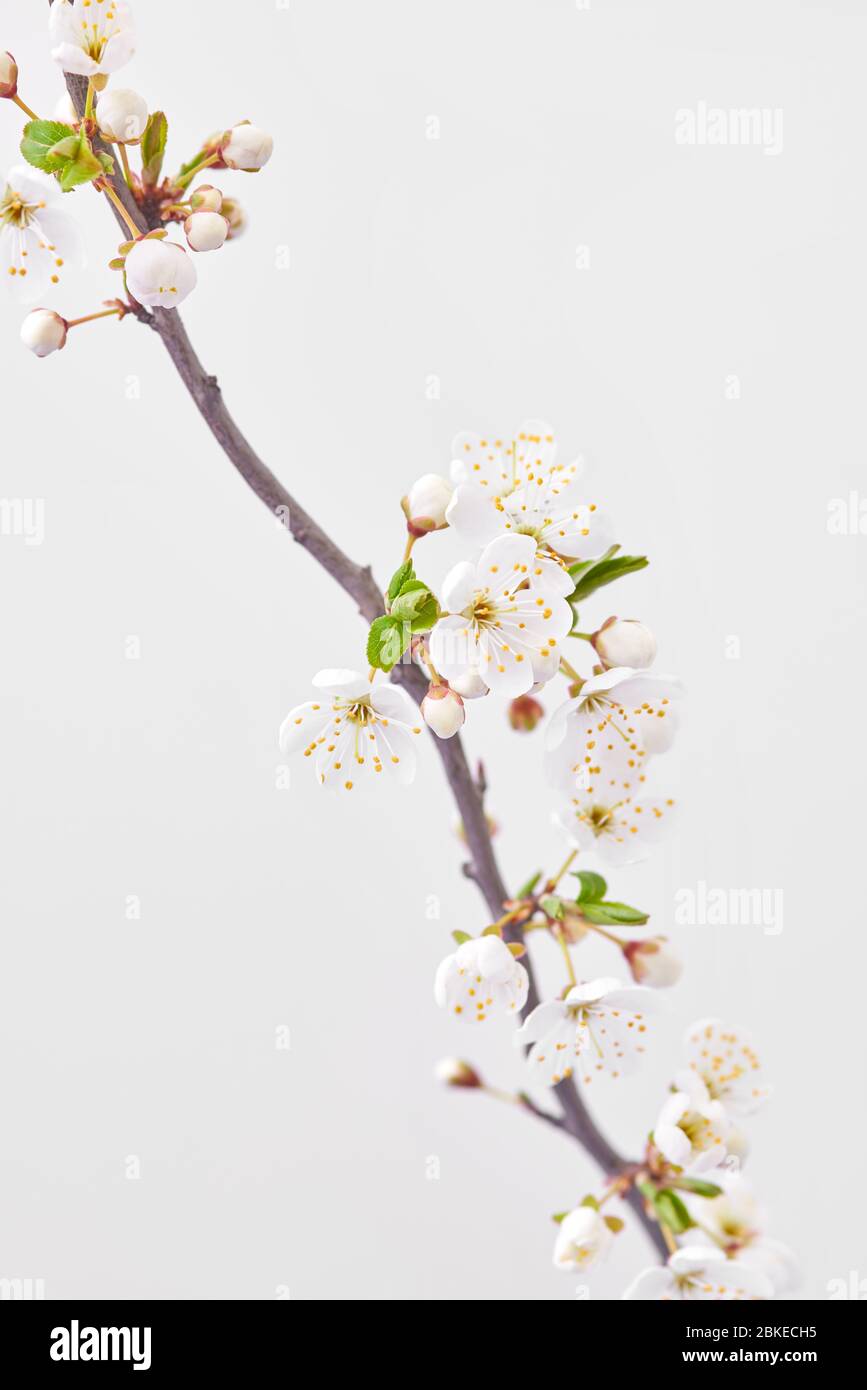 Close-up spring cherry twig in blossom against light grey background ...