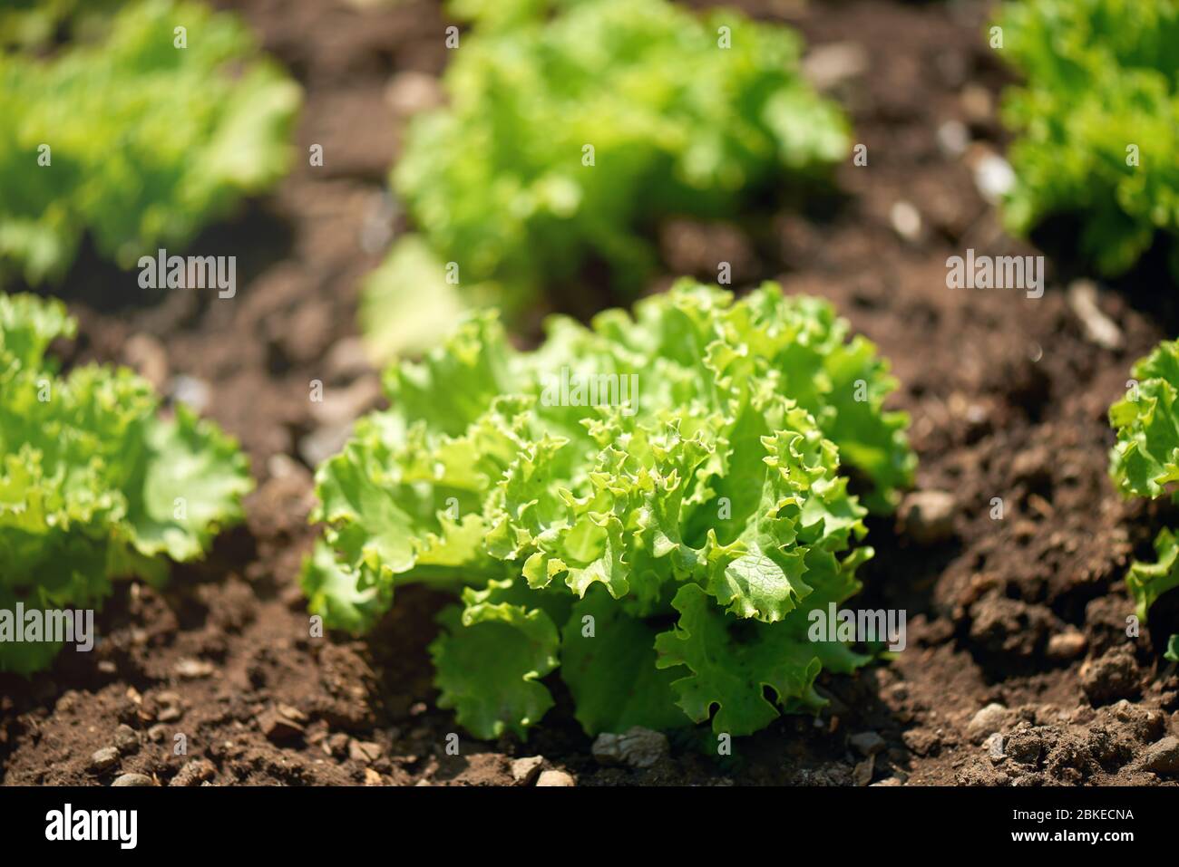 Aerial view of a green lettuce head Stock Photo - Alamy