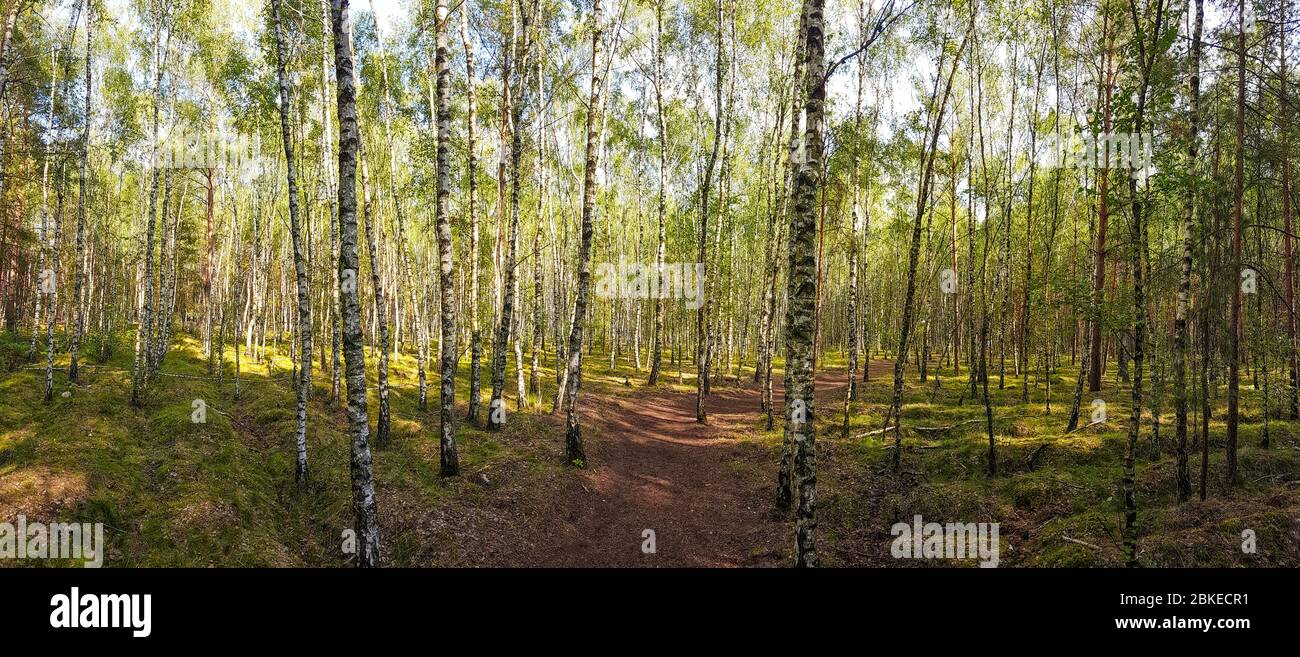 Panorama of a nice green birch forest landscape Stock Photo - Alamy