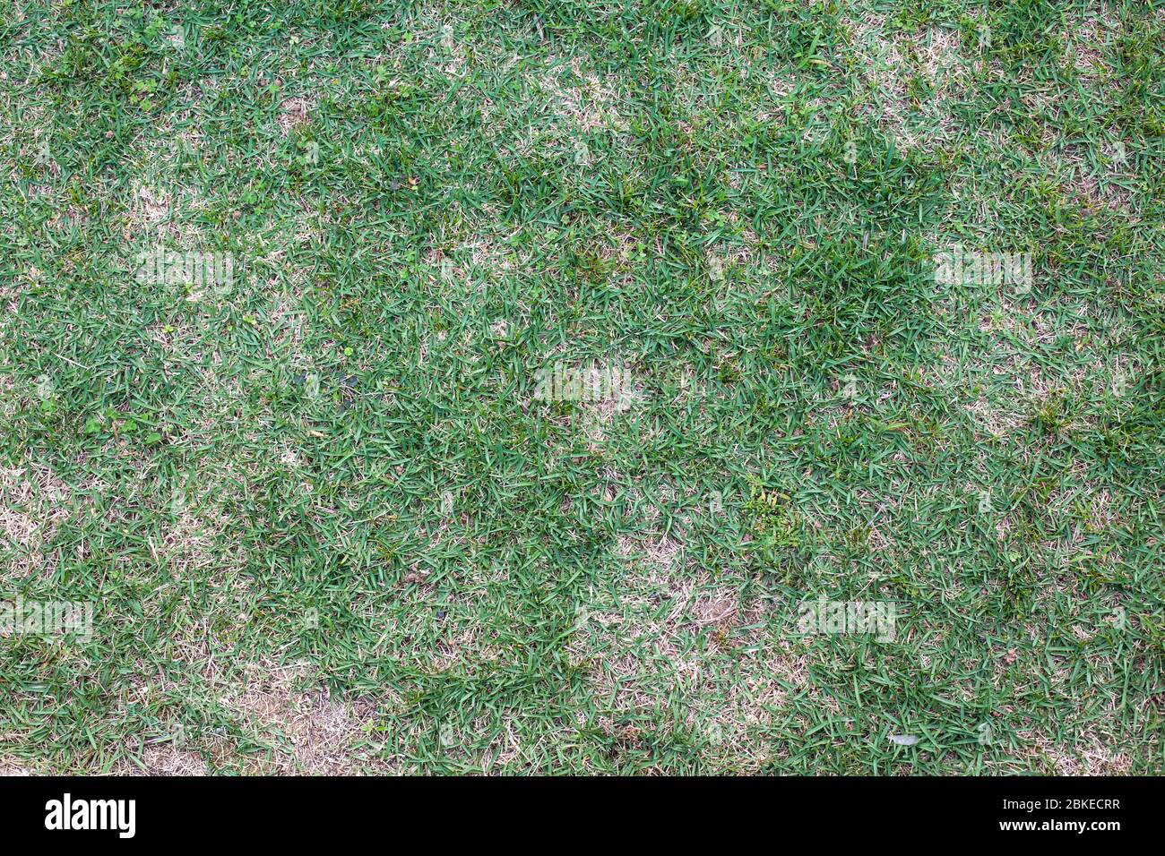 Grass field texture (background Stock Photo - Alamy
