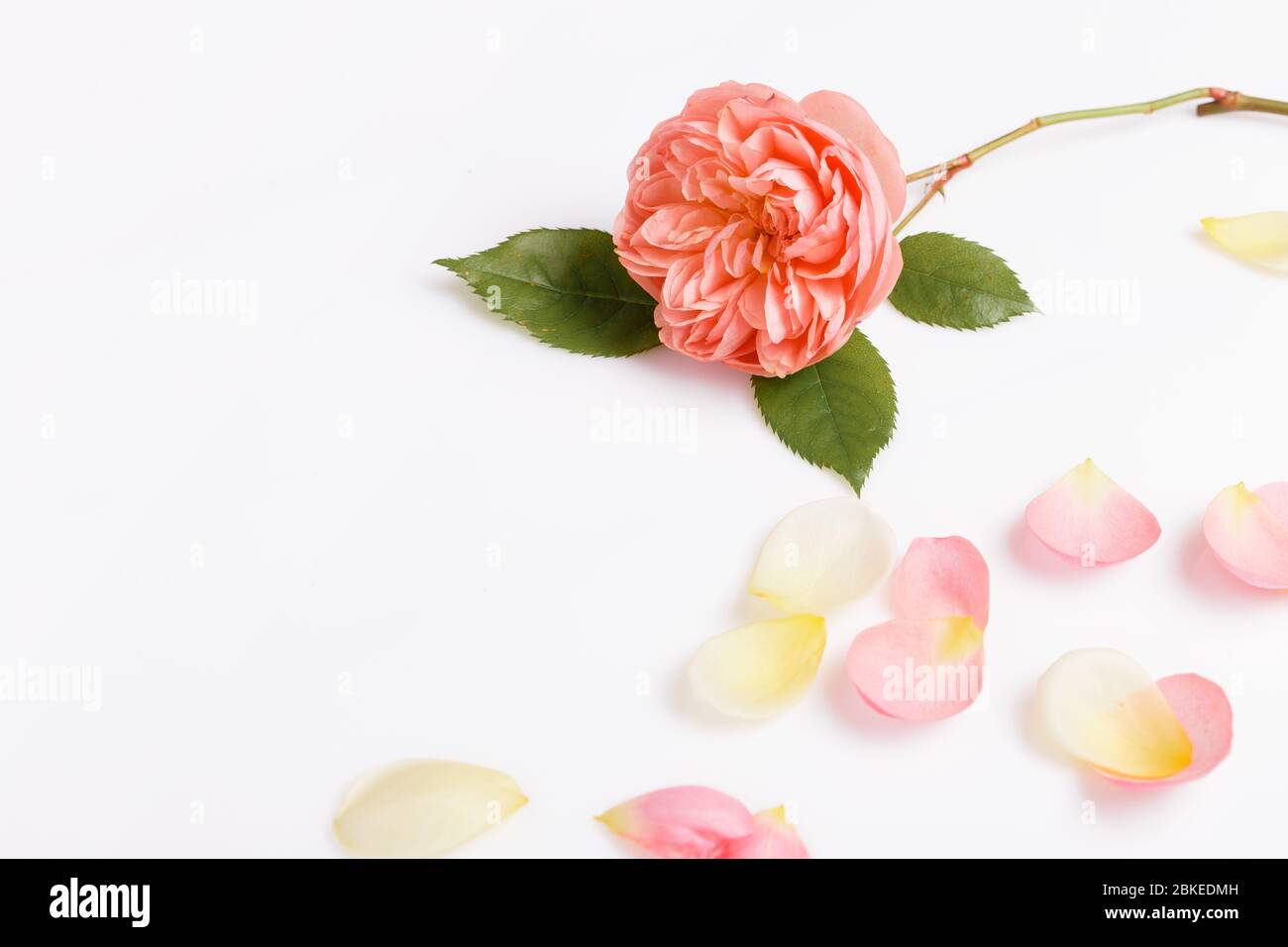 Pink rose and fallen petals on a white background Stock Photo - Alamy